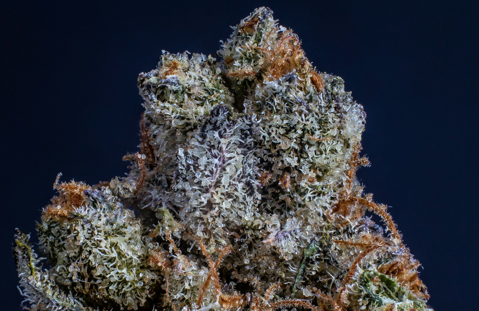 Cannabis Trichomes: What They Are and Why They Matter - REALEAF